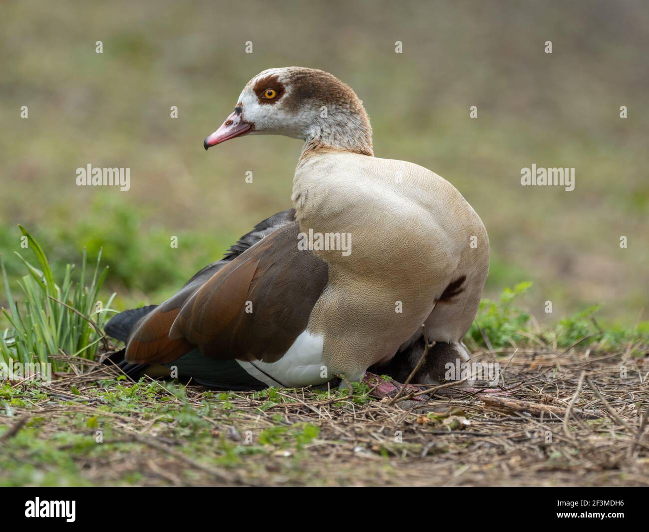 Female Egyptian Goose with a Gosling Stock Photo - Alamy