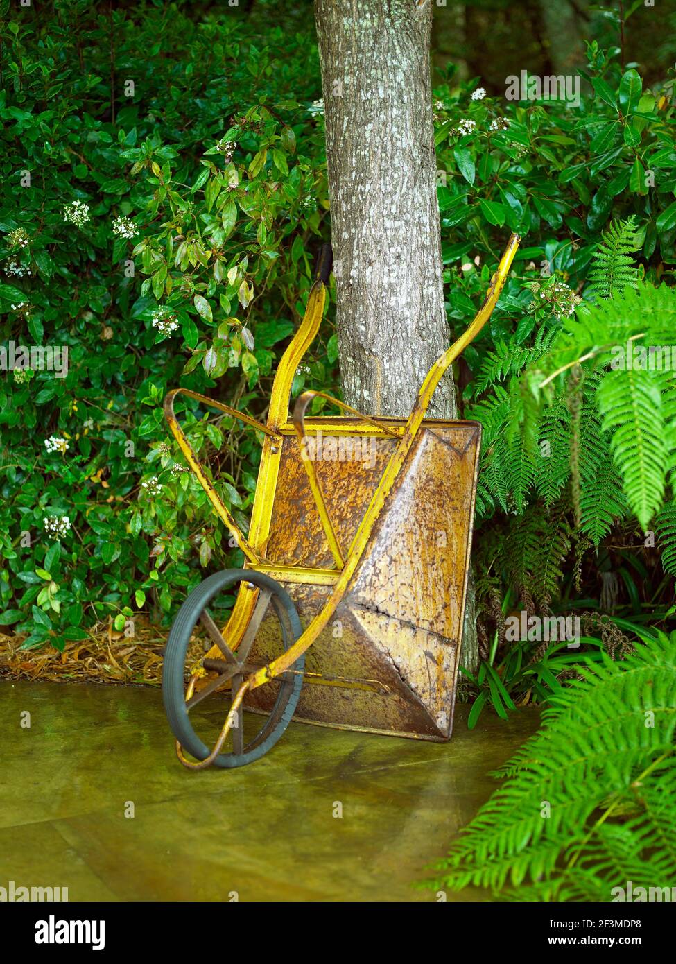 Garden view with upturned wheelbarrow against tree trunk, Australia ...