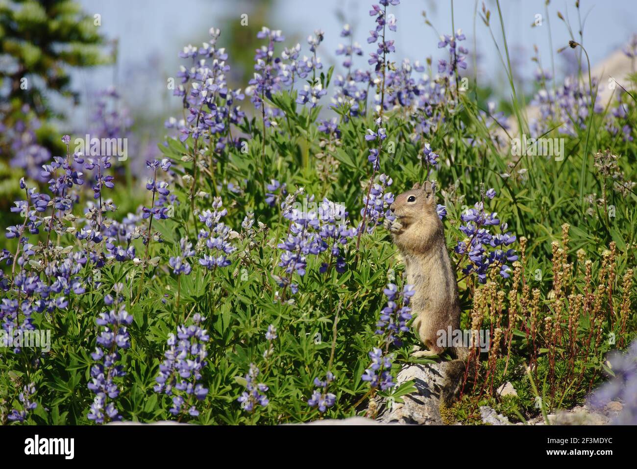 Golden-mantled Ground Squirrel - eating Lupin(Spermophilus saturatus ...