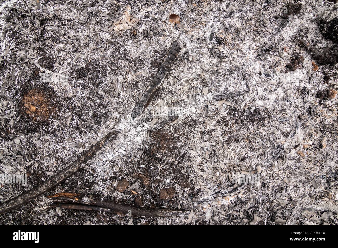 The abstract pile of ashes after the fire went out. Burning wood ash ...