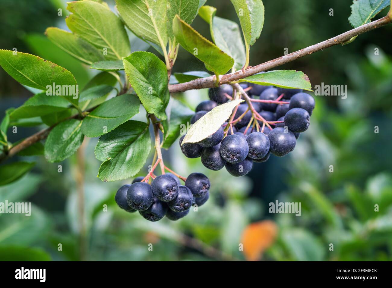 Aronia berries (Aronia melanocarpa, Black Chokeberry) growing in the garden. Branch filled with ...