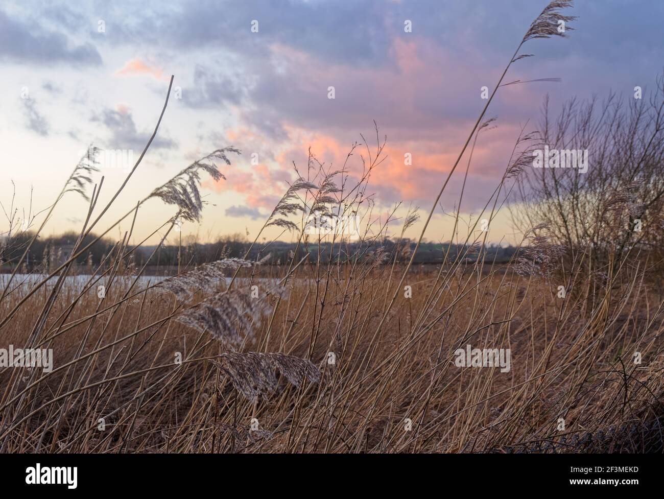 chew calley reed sunset Stock Photo - Alamy
