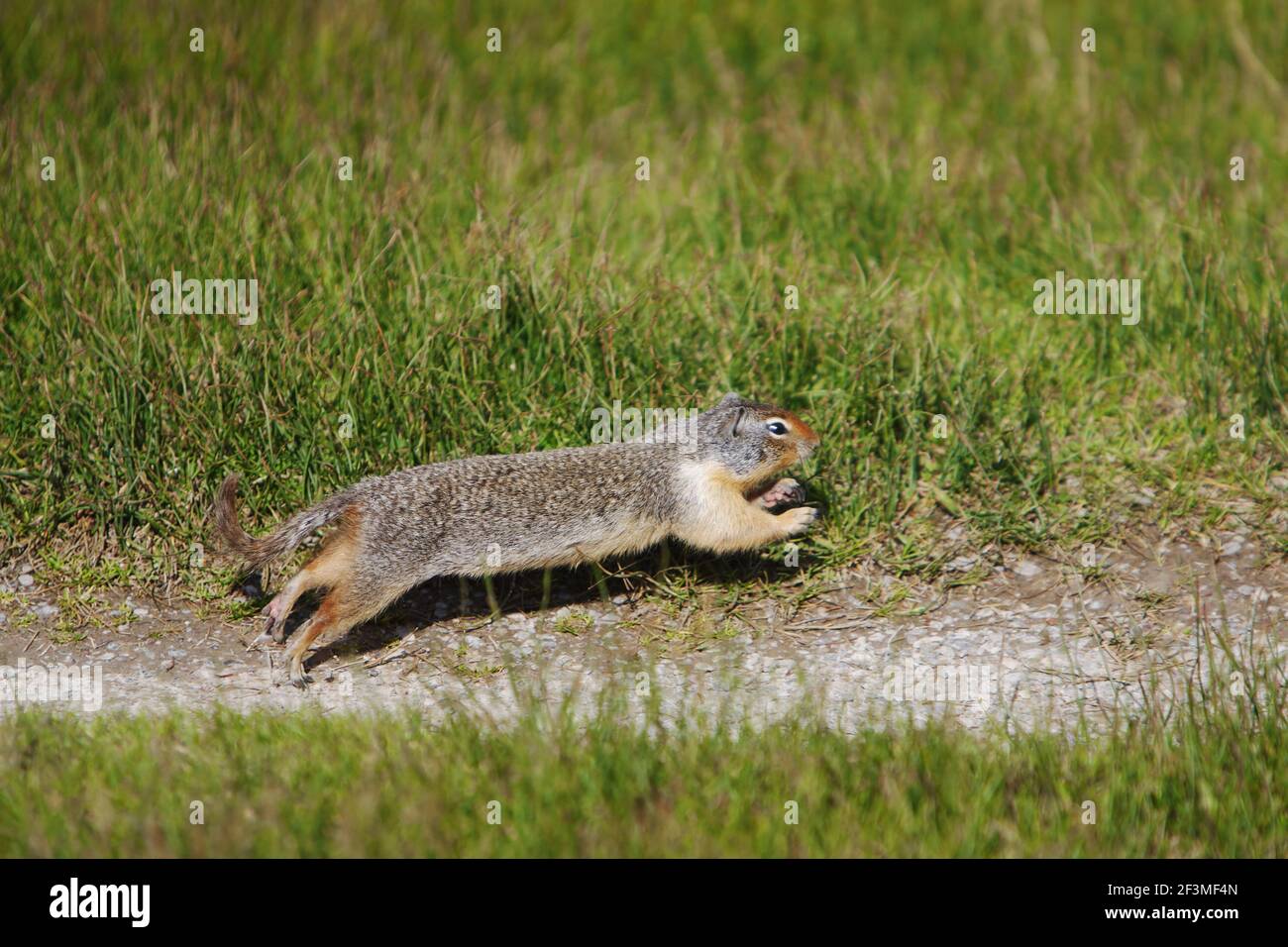 Columbian Ground Squirrel - Running fast Spermophilus columbianus Rocky ...