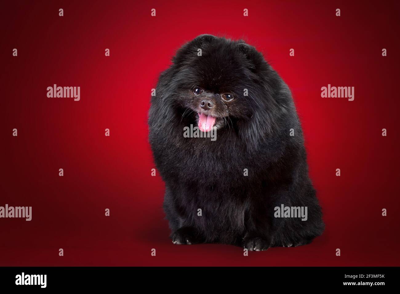 A portrait of the black pomeranian spitz on a red background Stock ...