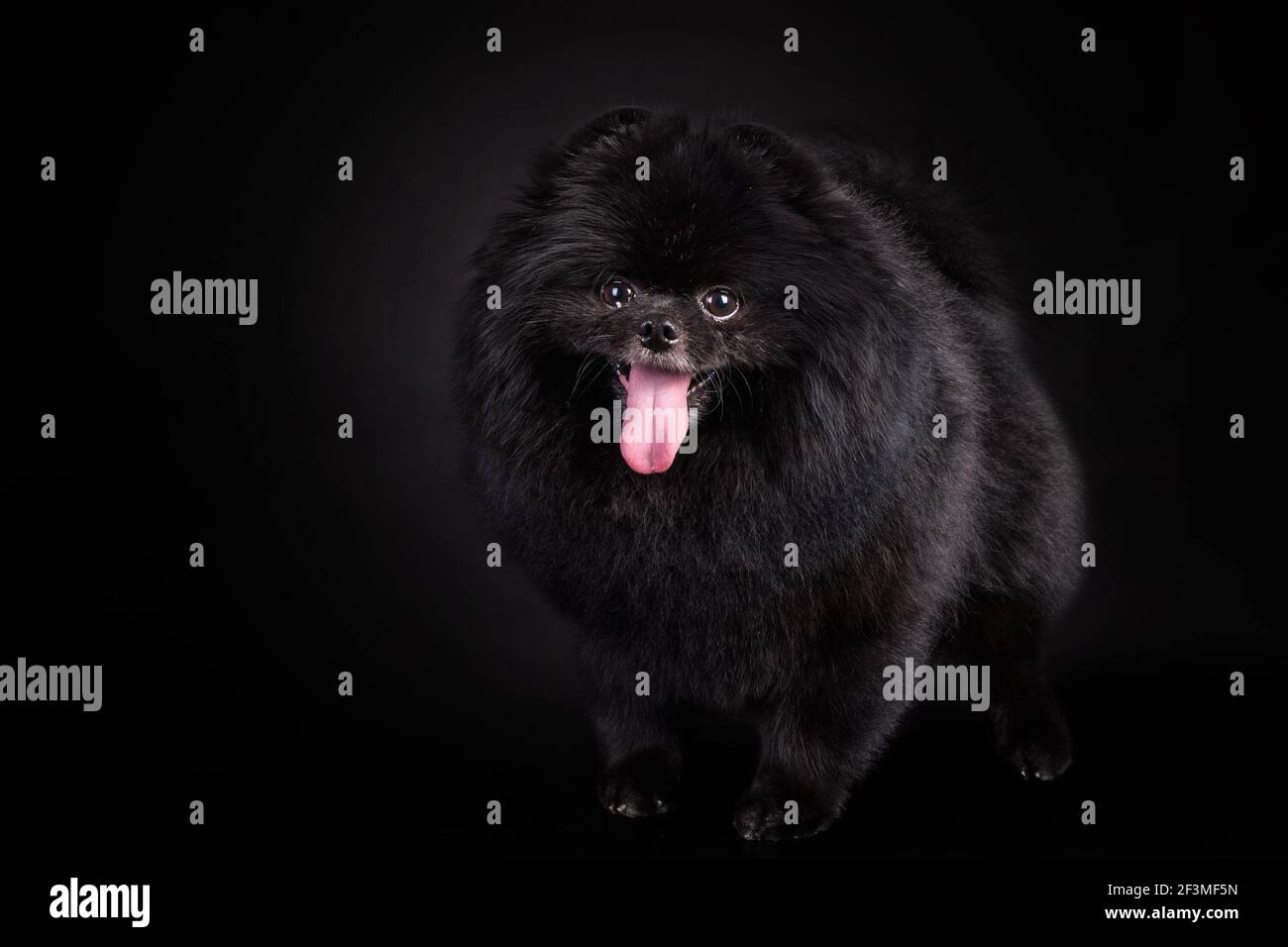A portrait of the black pomeranian spitz on black background Stock ...