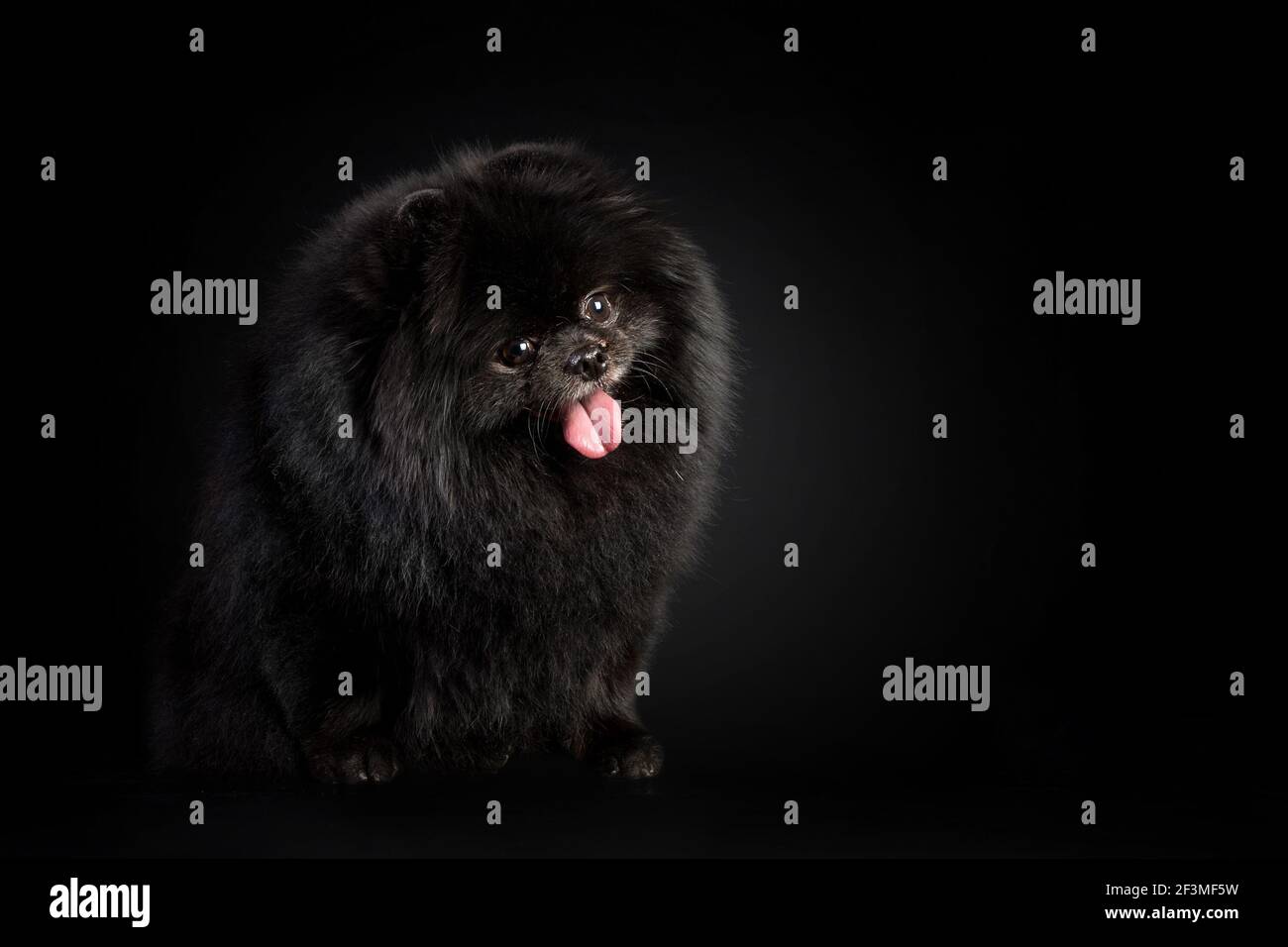 A portrait of the black pomeranian spitz on black background Stock ...