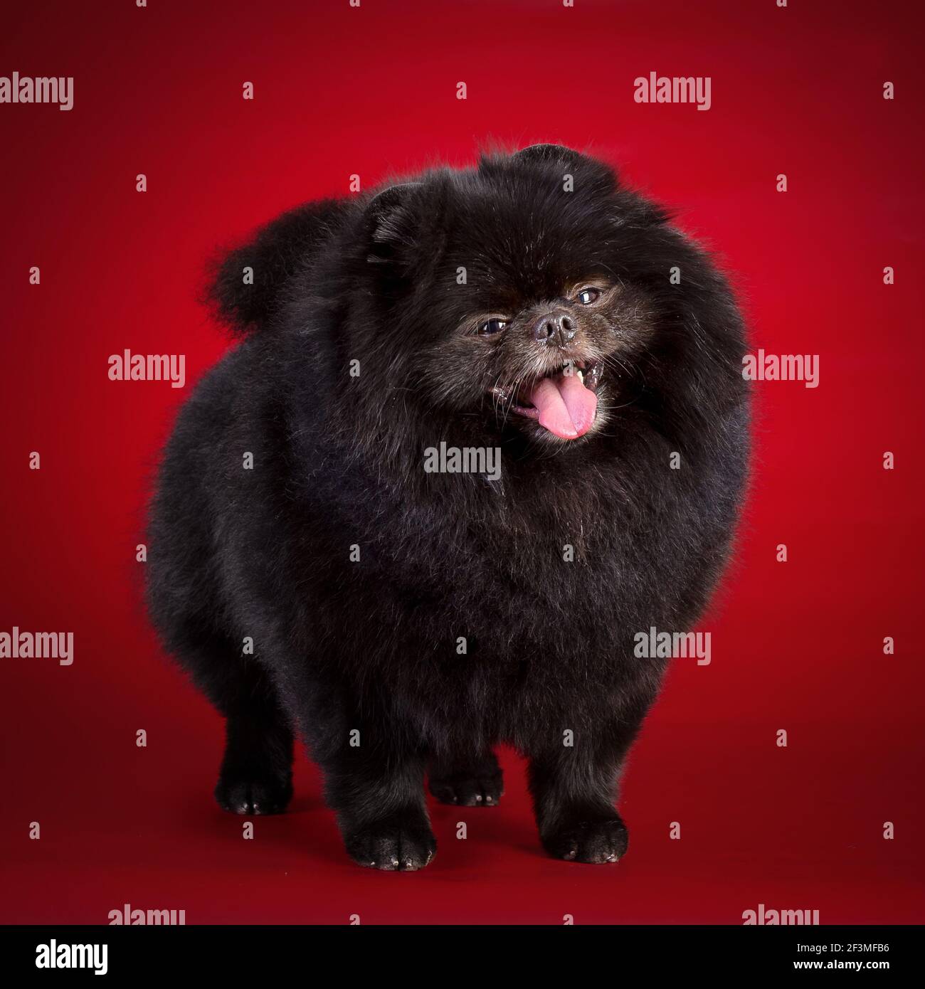 A portrait of the black pomeranian spitz on a red background Stock ...
