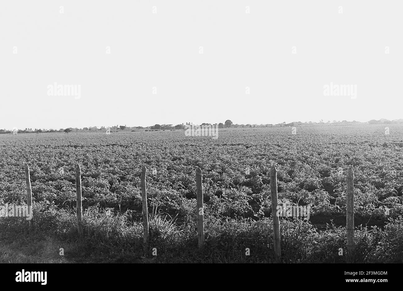 Hurricane Flora damage in central Cuba, Cuba, 1963. From the Deena ...
