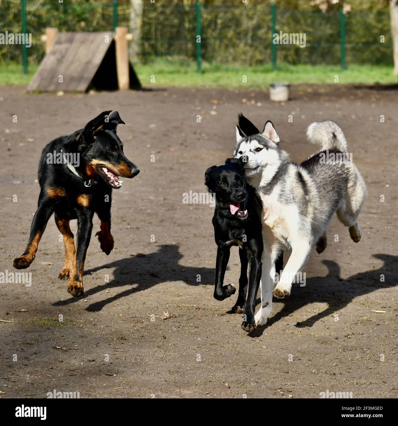 Rottweil Vs Husky Size