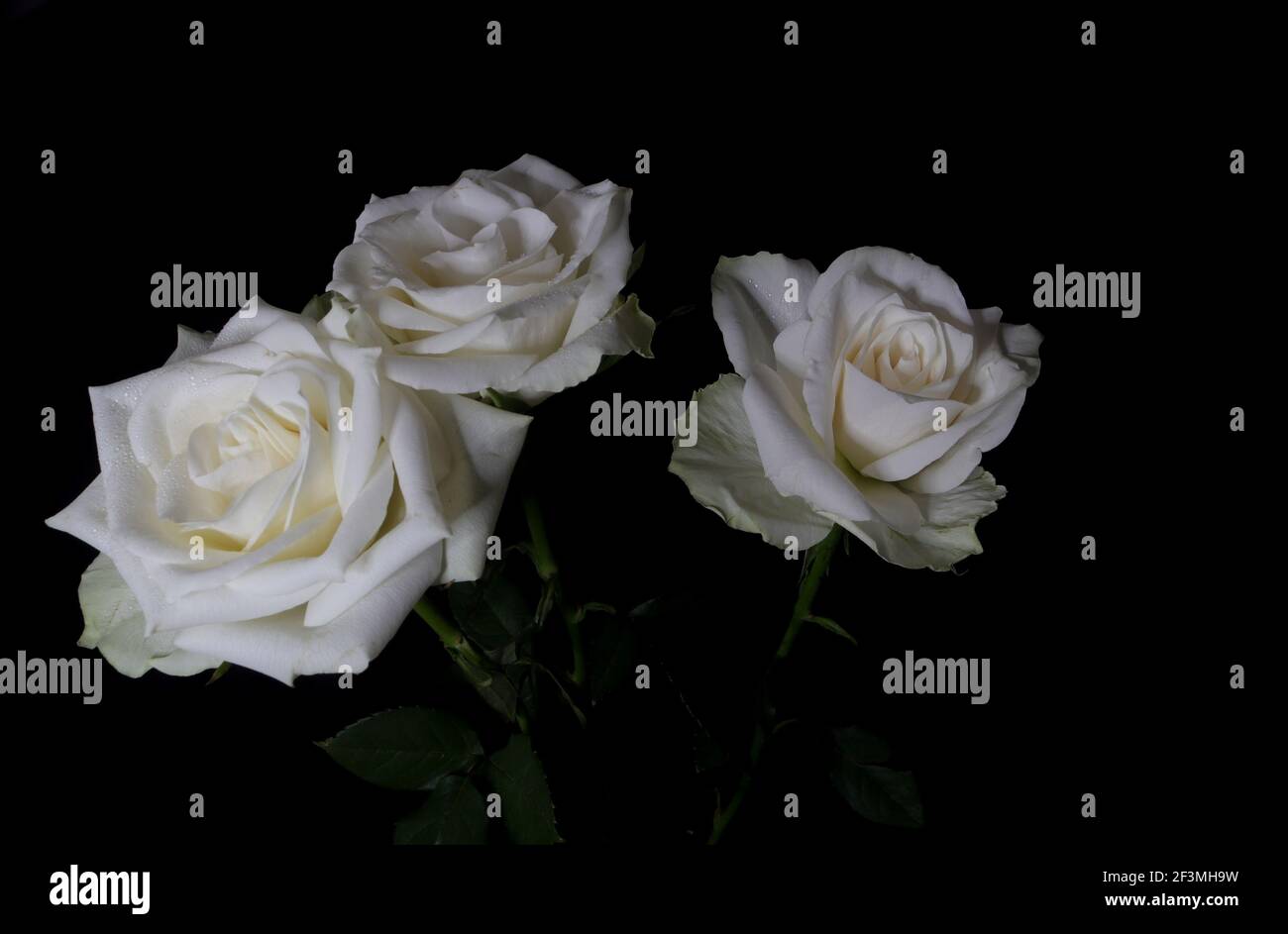 Three white Roses pictured against a black background Stock Photo - Alamy