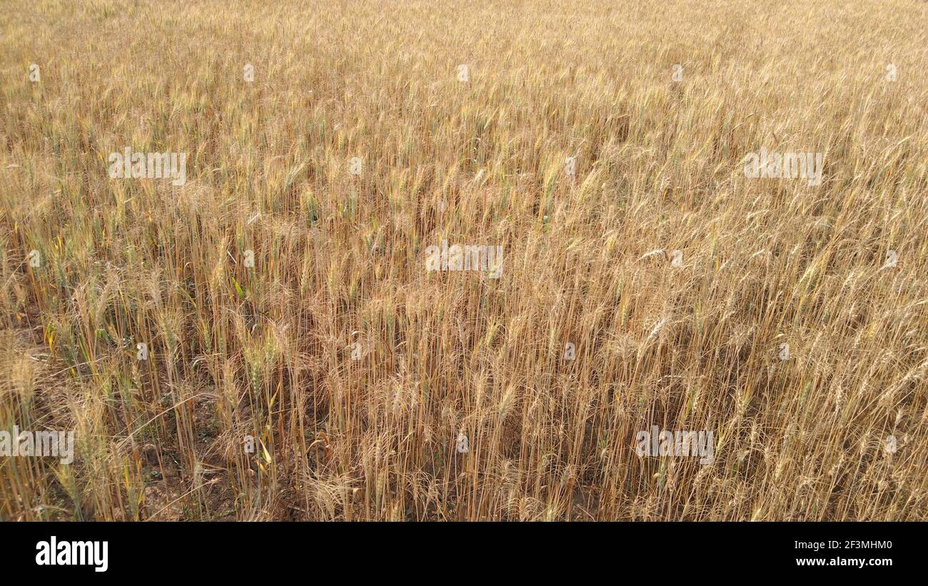 A high angle shot of ripe golden barley field Stock Photo - Alamy