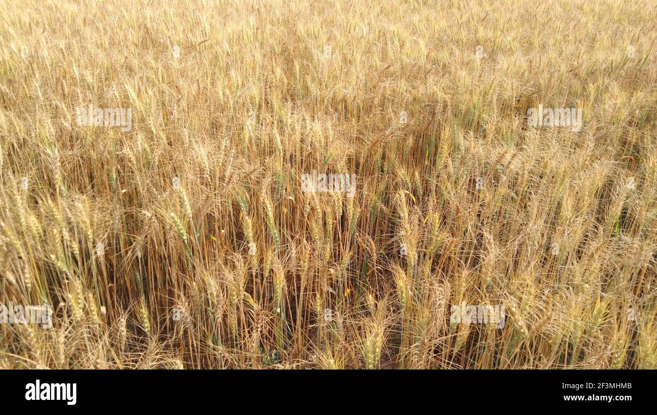 A high angle shot of ripe golden barley field Stock Photo - Alamy