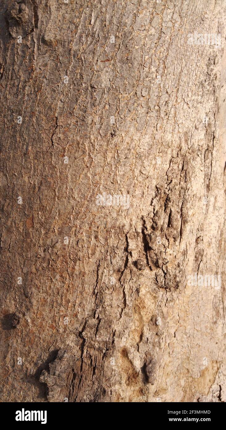 A vertical shot of old tree bark texture under sunlight Stock Photo - Alamy