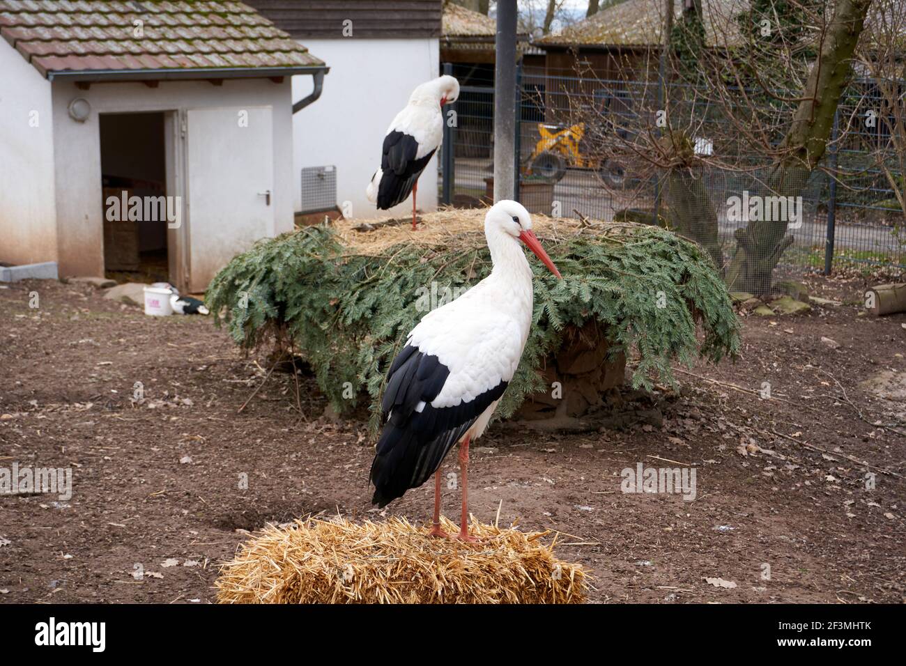 Stork's nest farm hi-res stock photography and images - Alamy