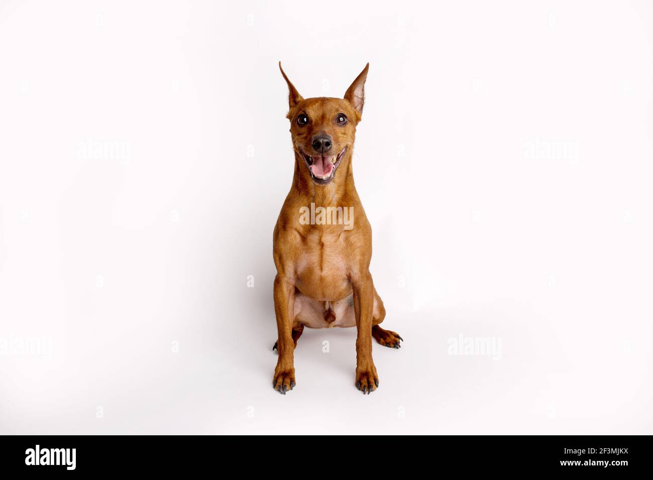 Miniature brown pinscher on a white background. Emotions of a dog Stock ...
