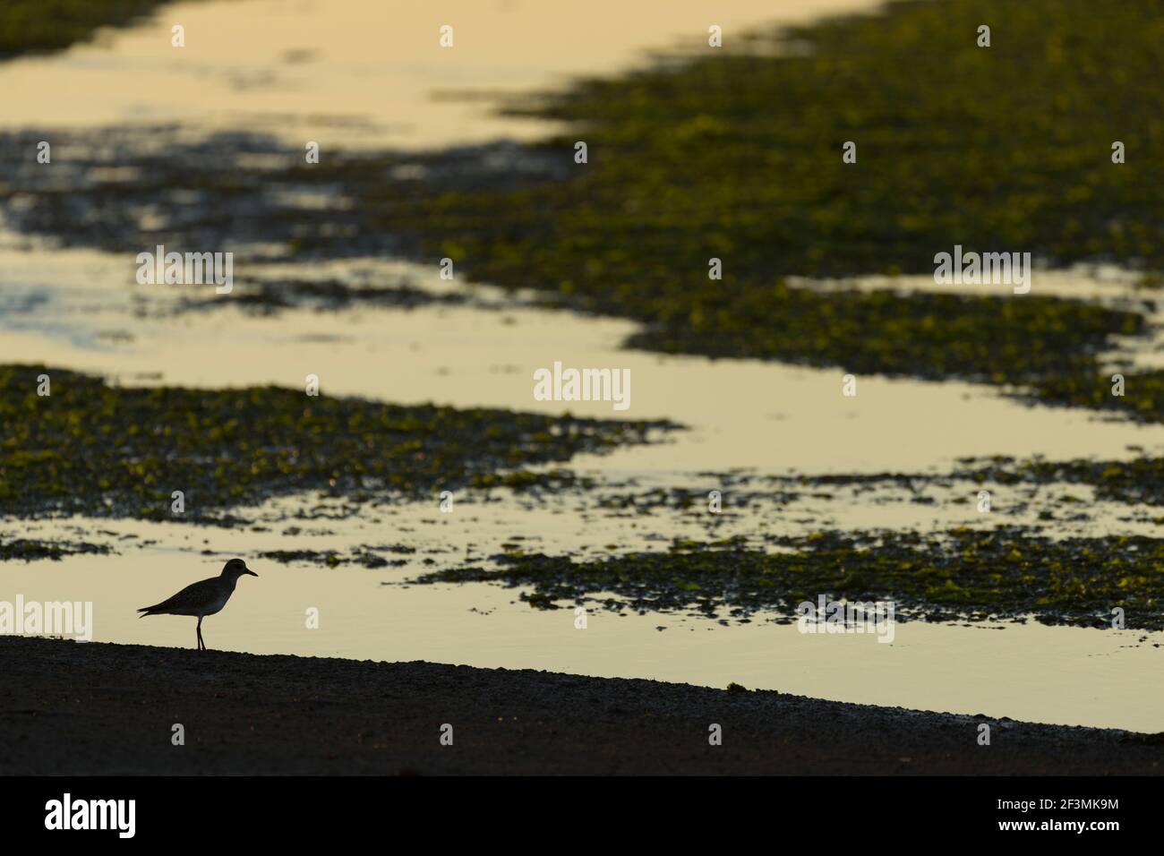 Grey plover Pluvialis squatarola, foraging in shallow saltmarsh ...