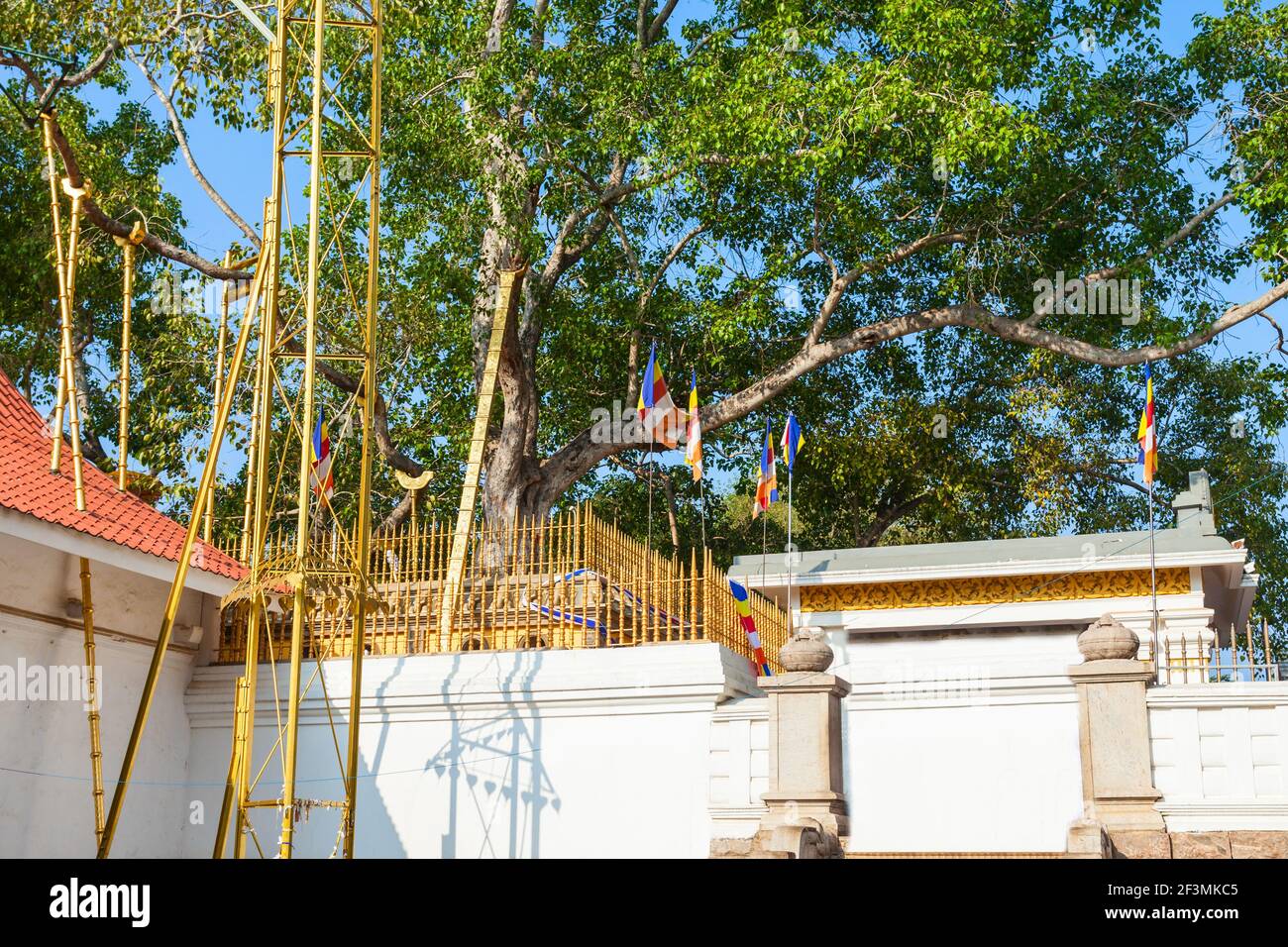 Unidentified pilgrims at the Jaya Sri Maha Bodhi. Its a Sacred Fig tree ...