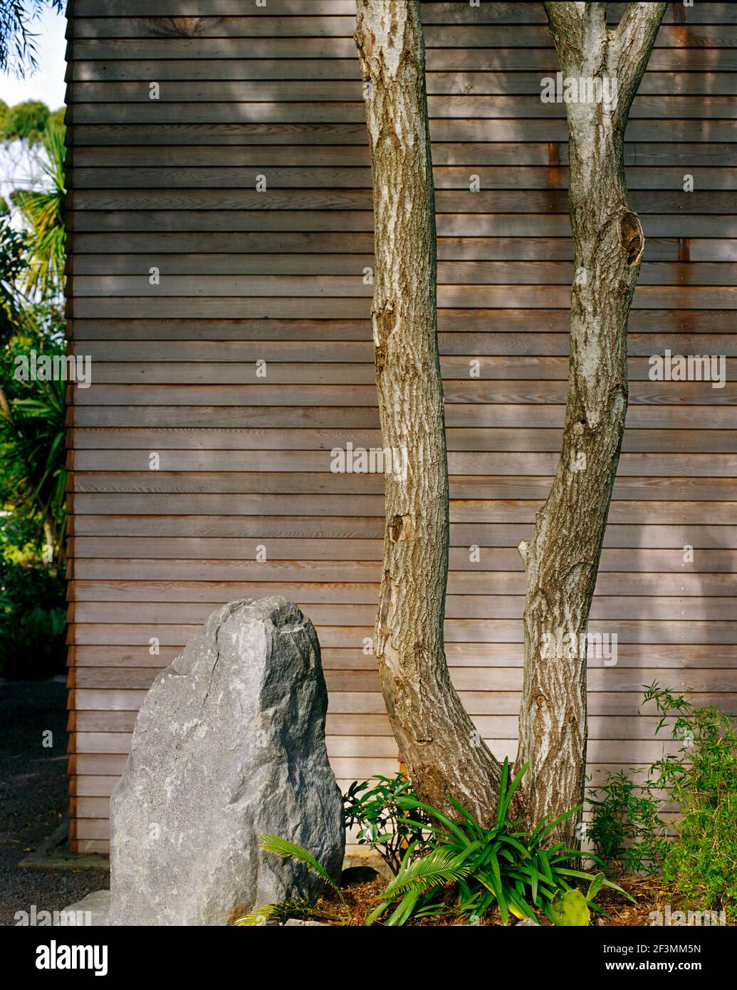 Tree trunk in front of wood panelled wall, New Zealand Stock Photo - Alamy
