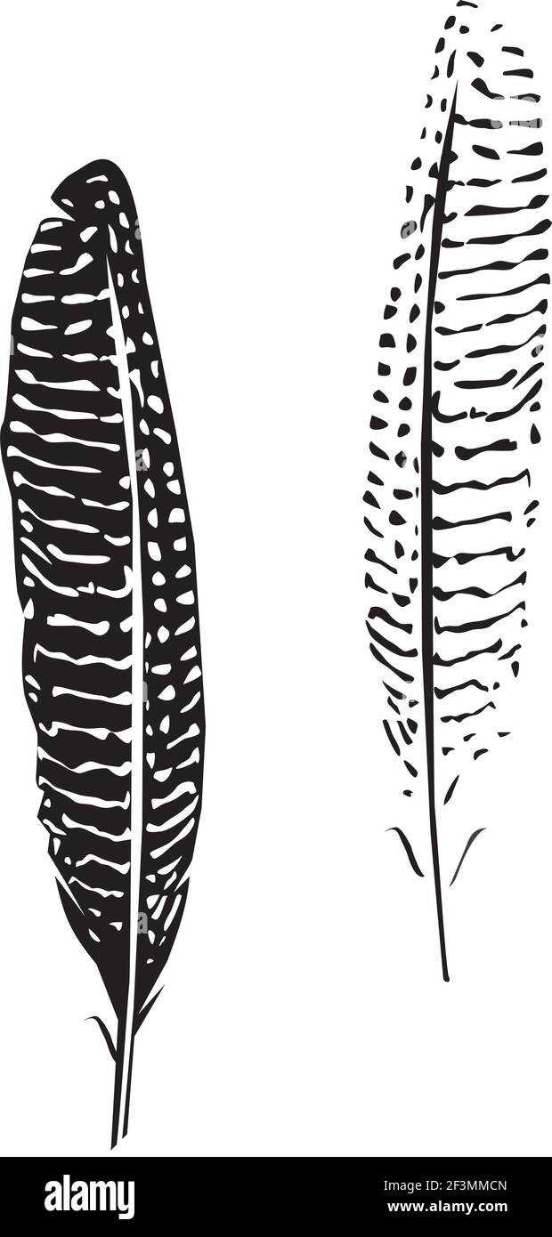 Black fluffy swan feathers Cut Out Stock Images & Pictures - Alamy