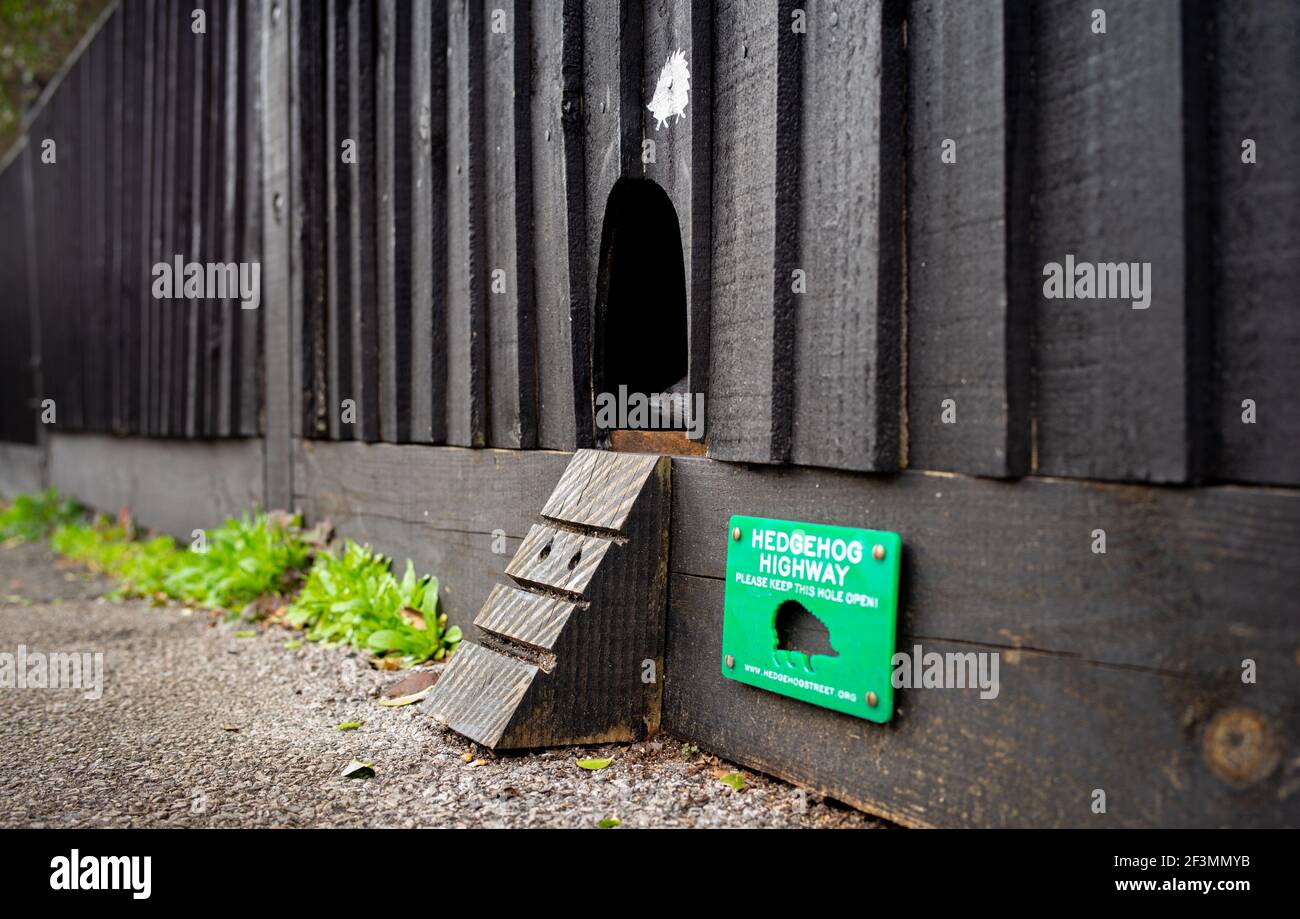 Hole in fence hedgehog hi-res stock photography and images - Alamy
