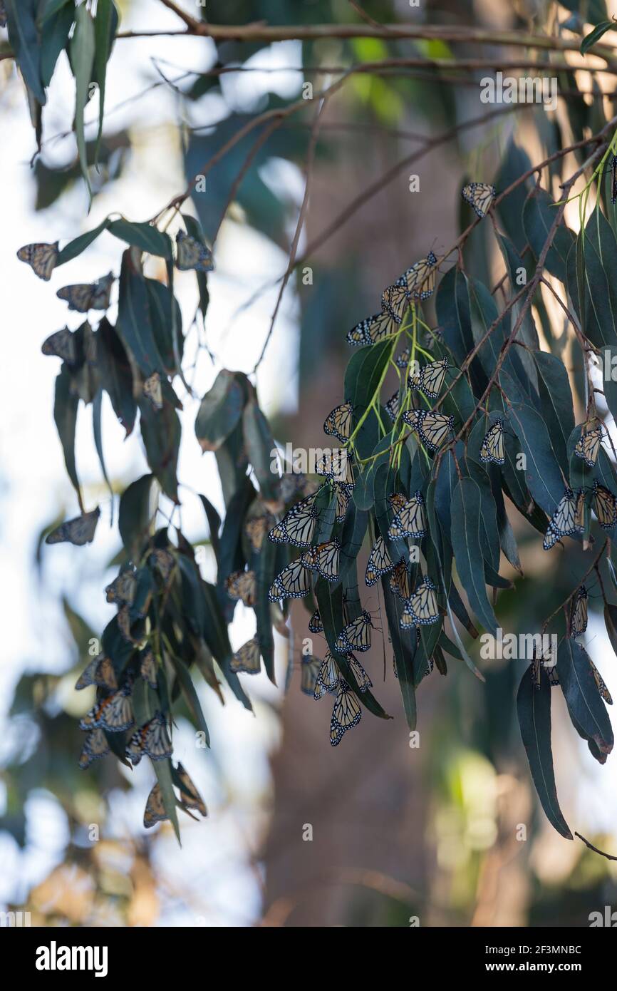 Winter migration of monarchs hi-res stock photography and images - Alamy