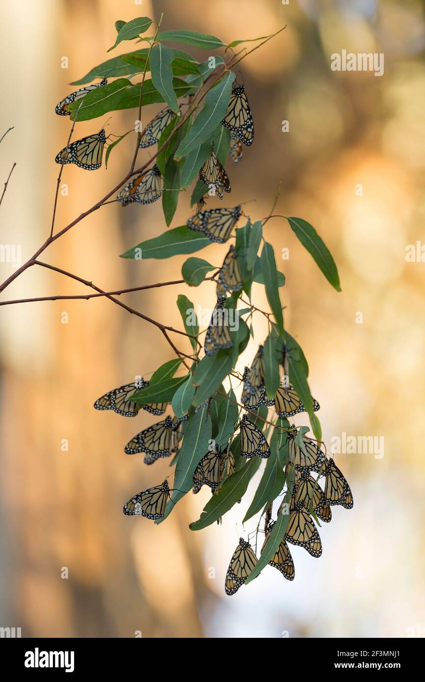 Monarch Danaus plexippus, winter roosting colony on migration, Pacific ...