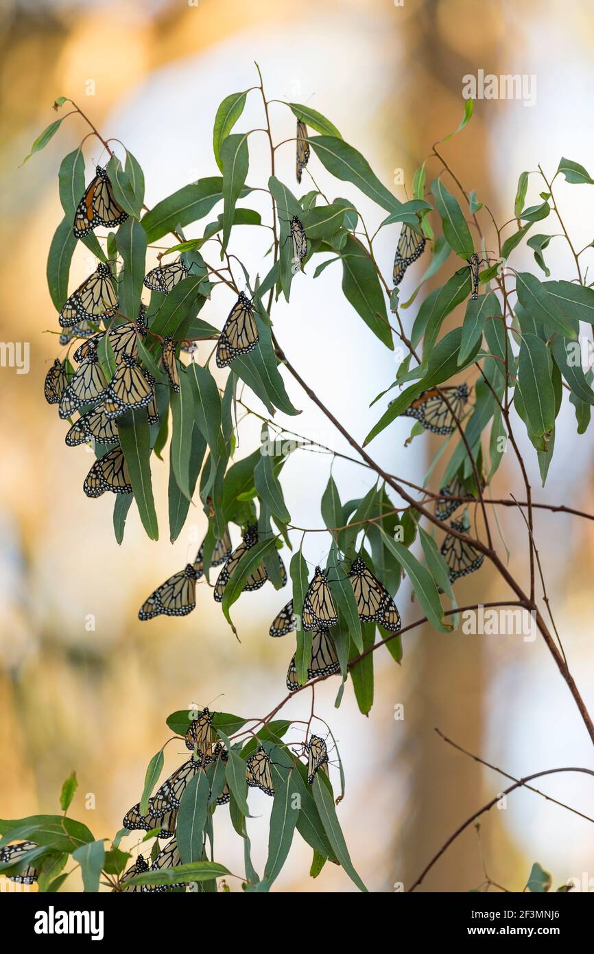 Monarch Danaus plexippus, winter roosting colony on migration, Pacific Grove, Monterey ...