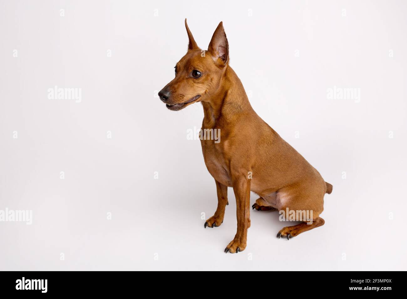 Miniature brown pinscher on a white background. Emotions of a dog Stock ...