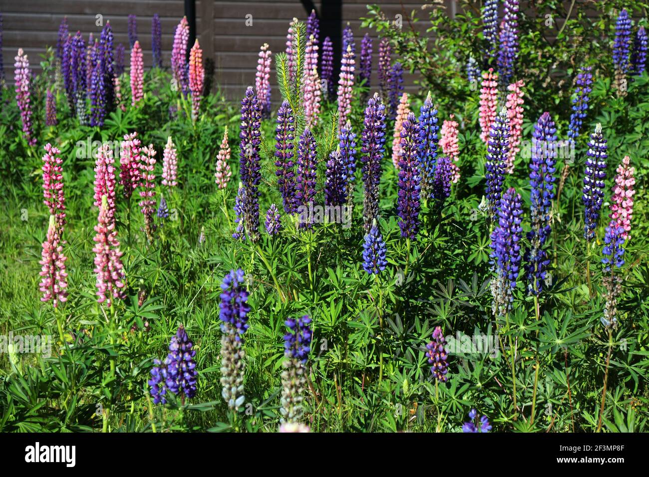 Lupine flowers in Norway. Herbaceous perennial plant in the legume ...