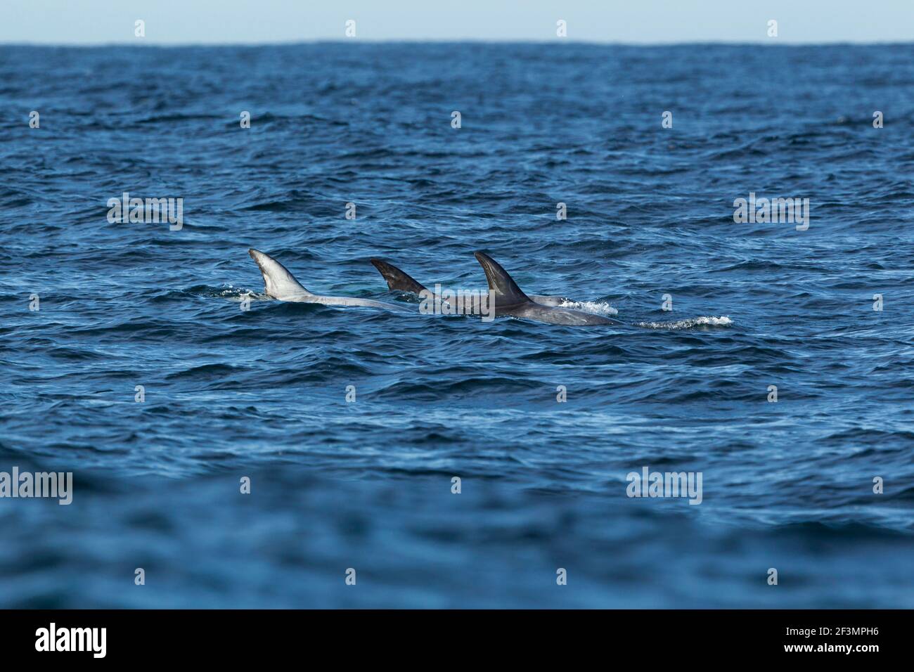 Risso's dolphin Grampus griseus, pod swimming in open ocean, Moss ...
