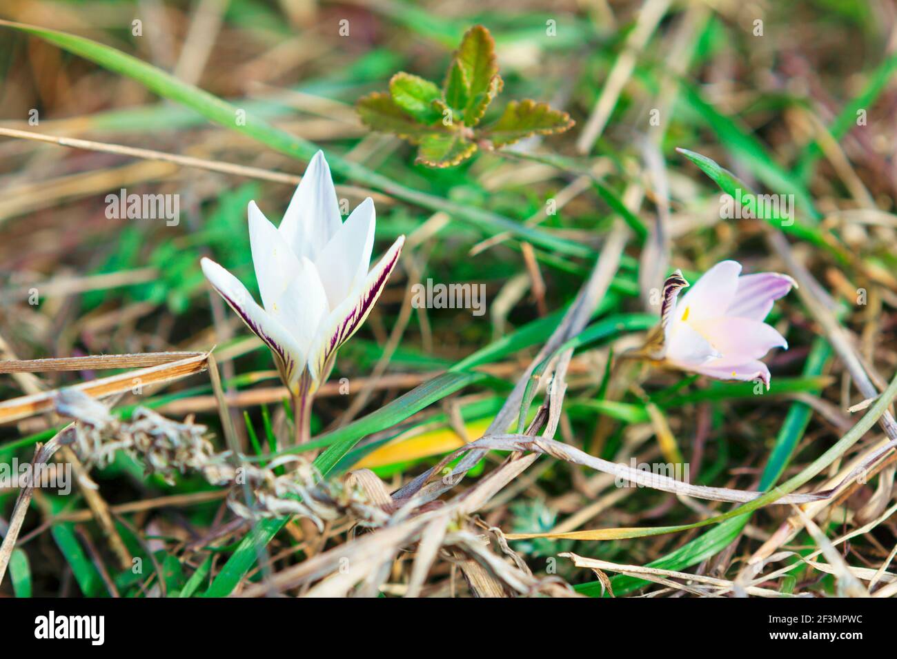 Growing Wildflowers in the spring season . White flowers in the ...