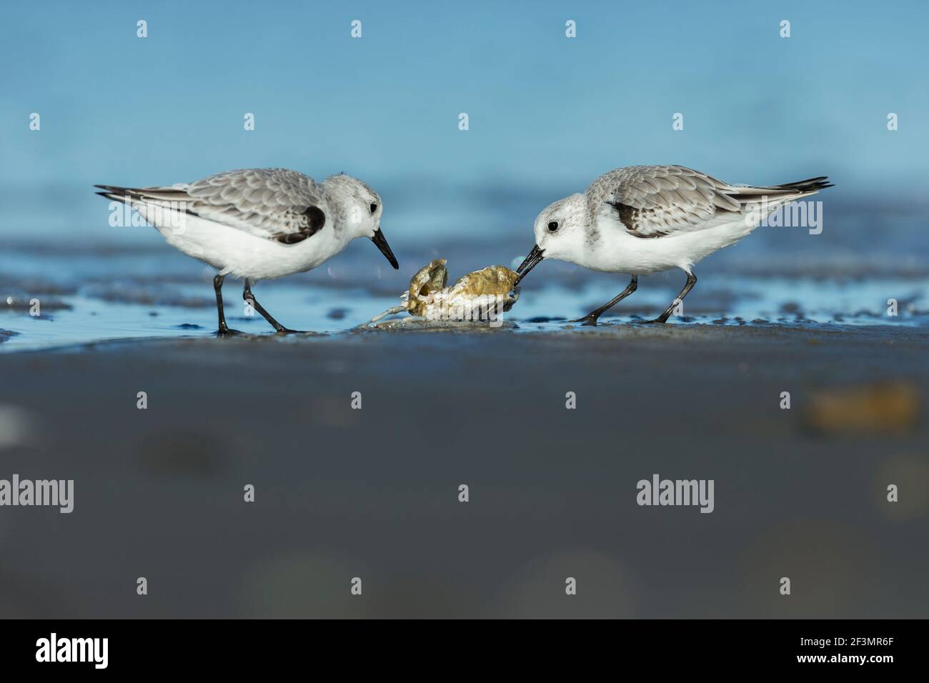 Sanderling Calidris alba, foraging along shoreline, Morro Bay ...