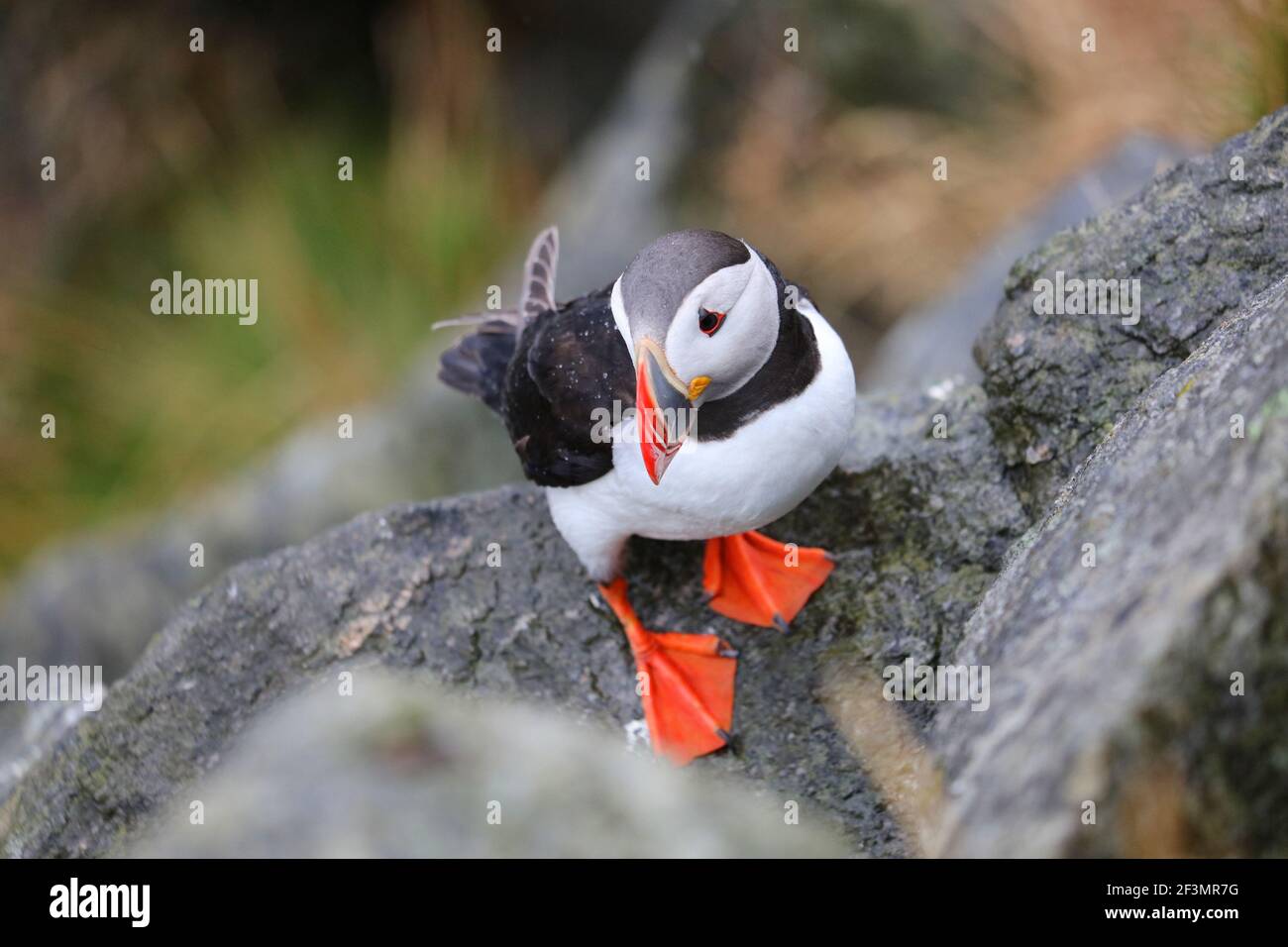 Island bird species hi-res stock photography and images - Alamy