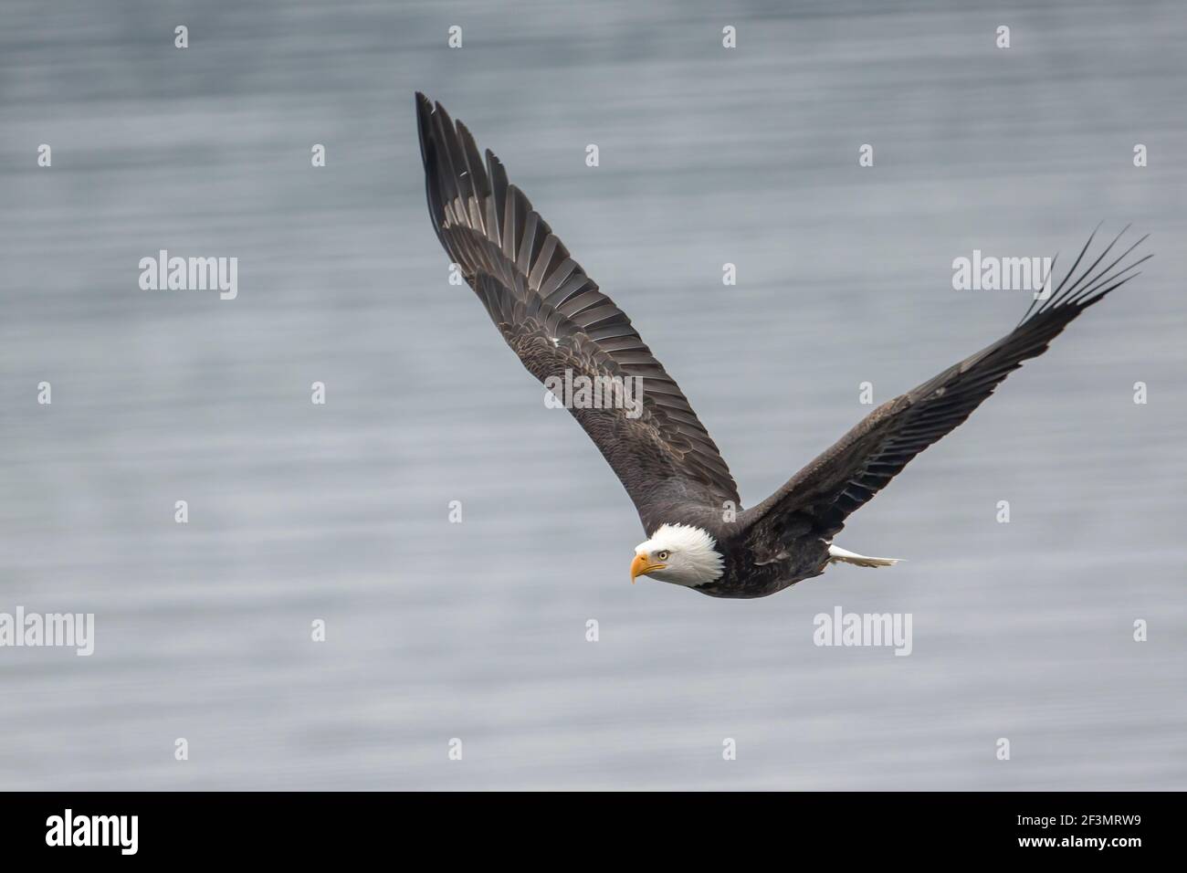 Eagle wide open wings hi-res stock photography and images - Alamy