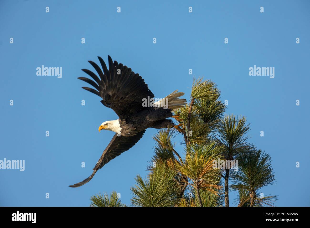 Bald eagle flying from tree hi-res stock photography and images - Alamy