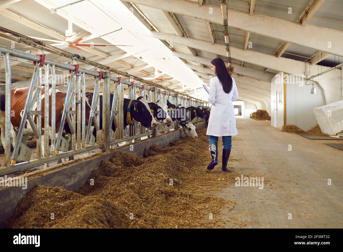 View from the back of a veterinarian conducting regular inspections of ...