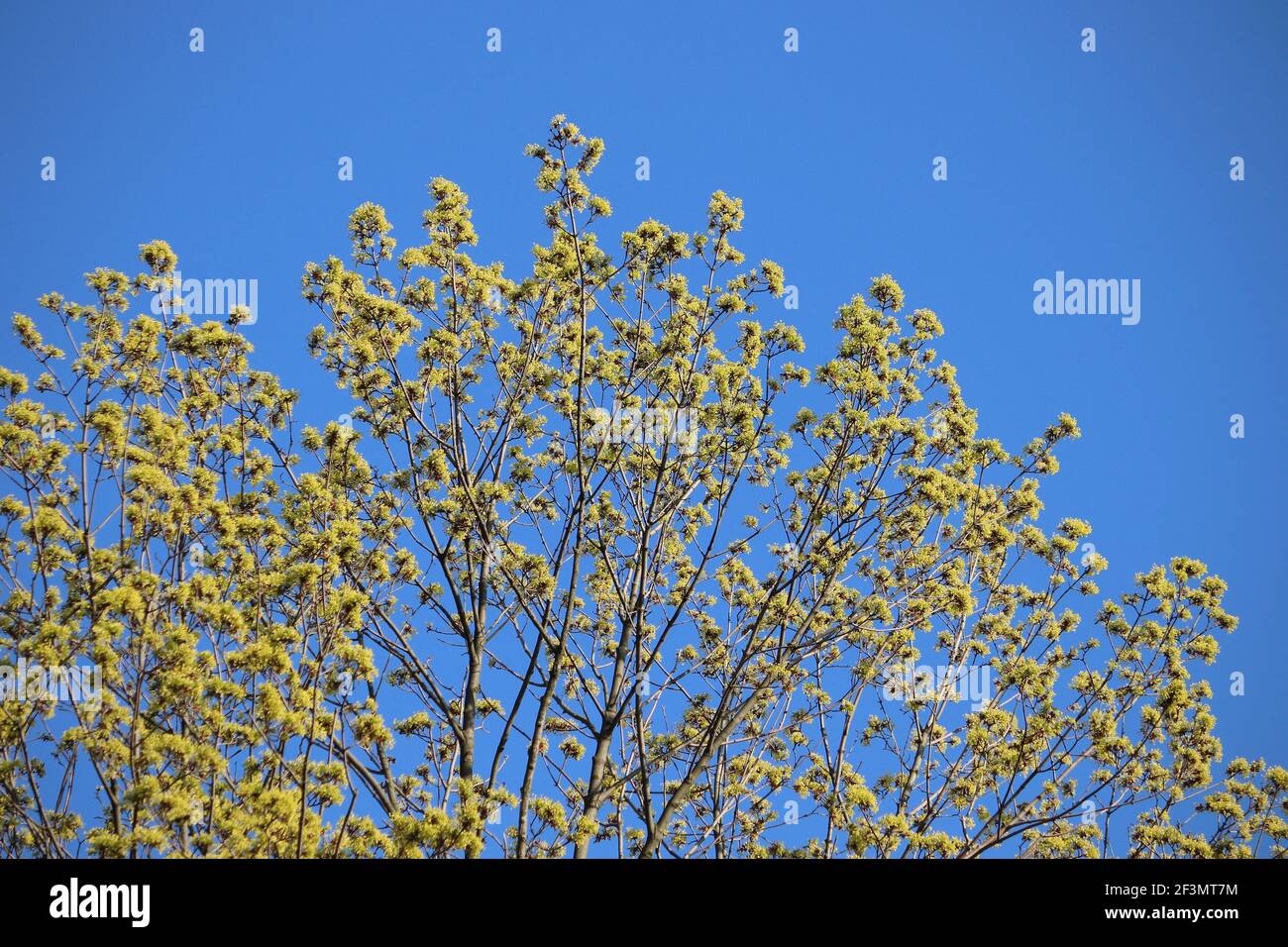 Spring maple trees in hi-res stock photography and images - Alamy