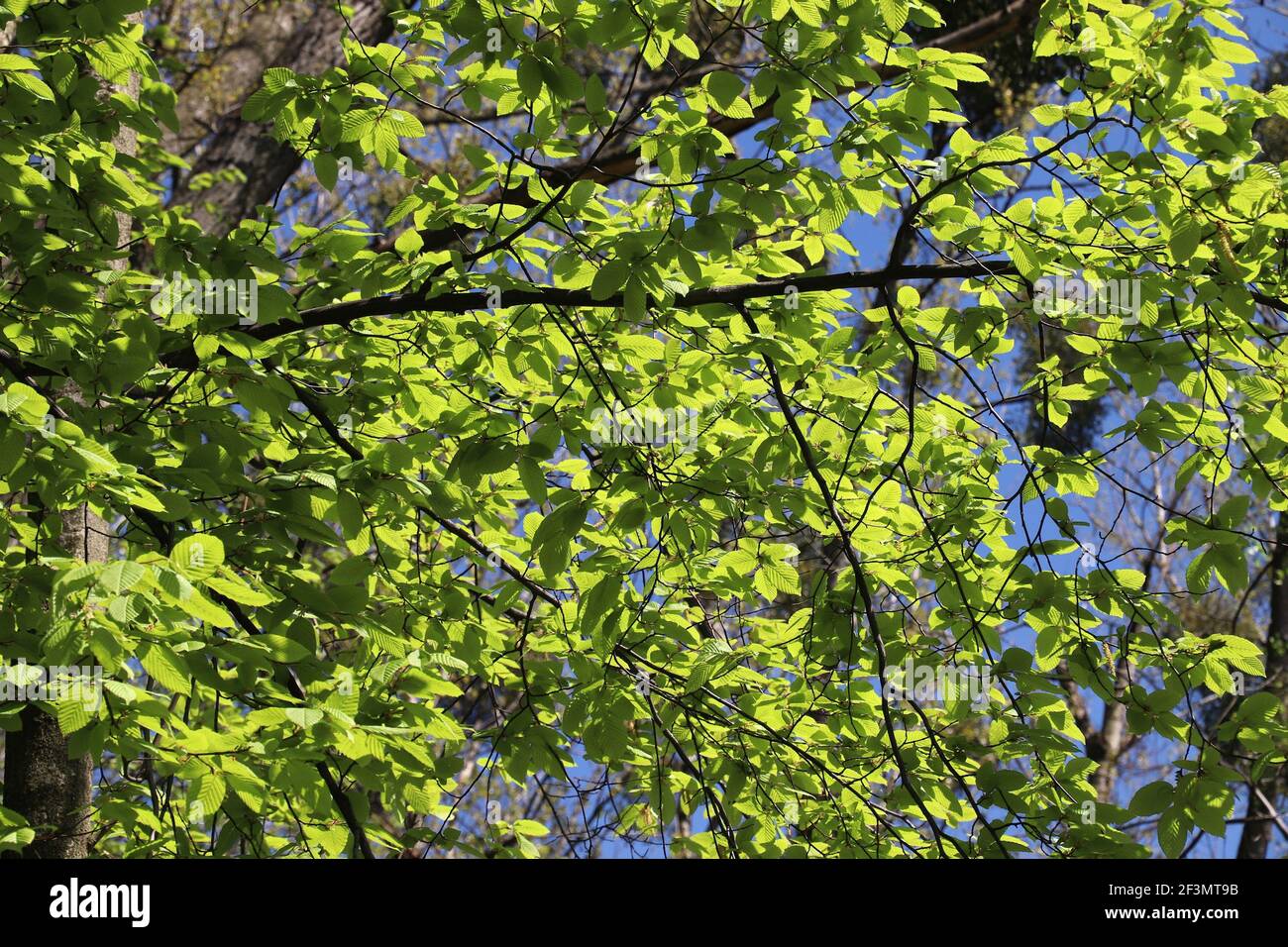 Spring nature background. Young green sunlit beech tree leaves in ...