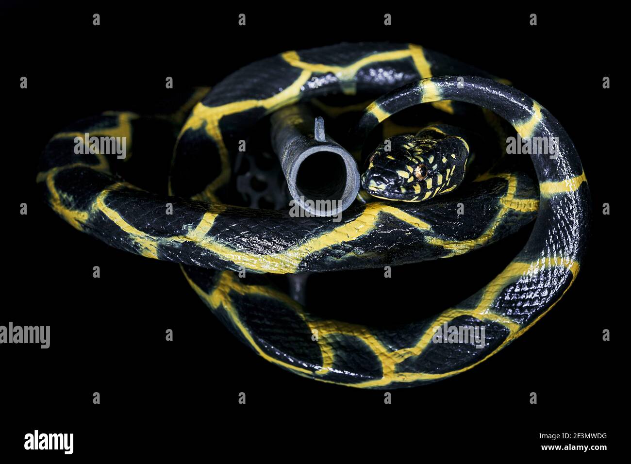 Plastic gun and yellow balck snake Stock Photo - Alamy