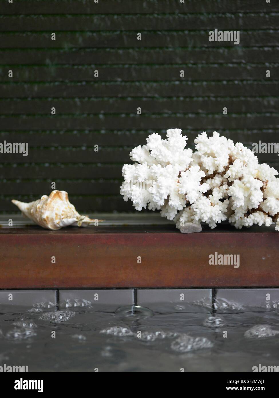 Natural coral and shells beside bath, Australia Stock Photo - Alamy