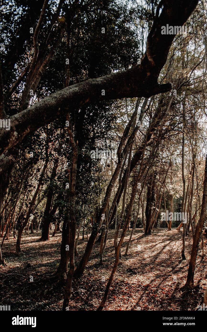 Mystical empty forest at sunset with the beauty of trees and green ...