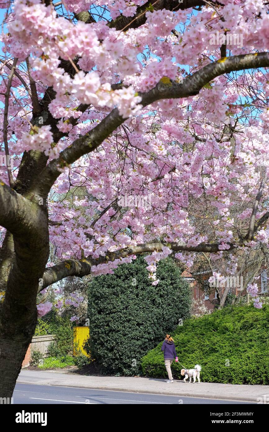 Spring on wimbledon common hi-res stock photography and images - Alamy