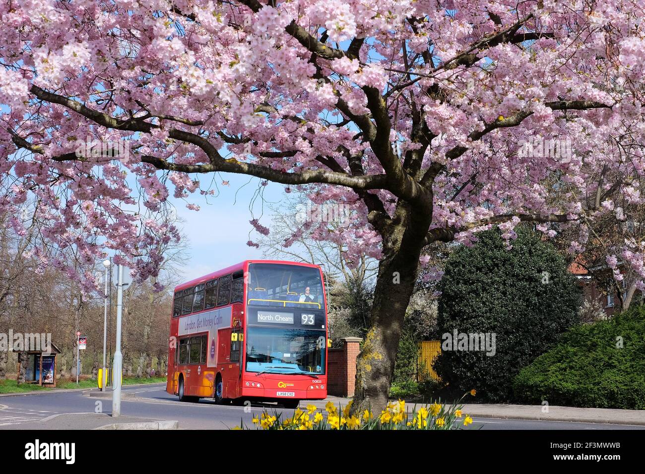 A general view of a red London bus passing a cherry blossom tree on ...