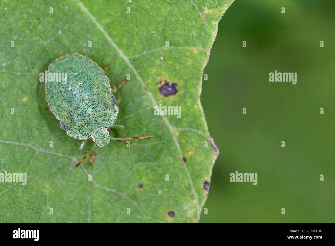 Shield bug nymphs hi-res stock photography and images - Alamy
