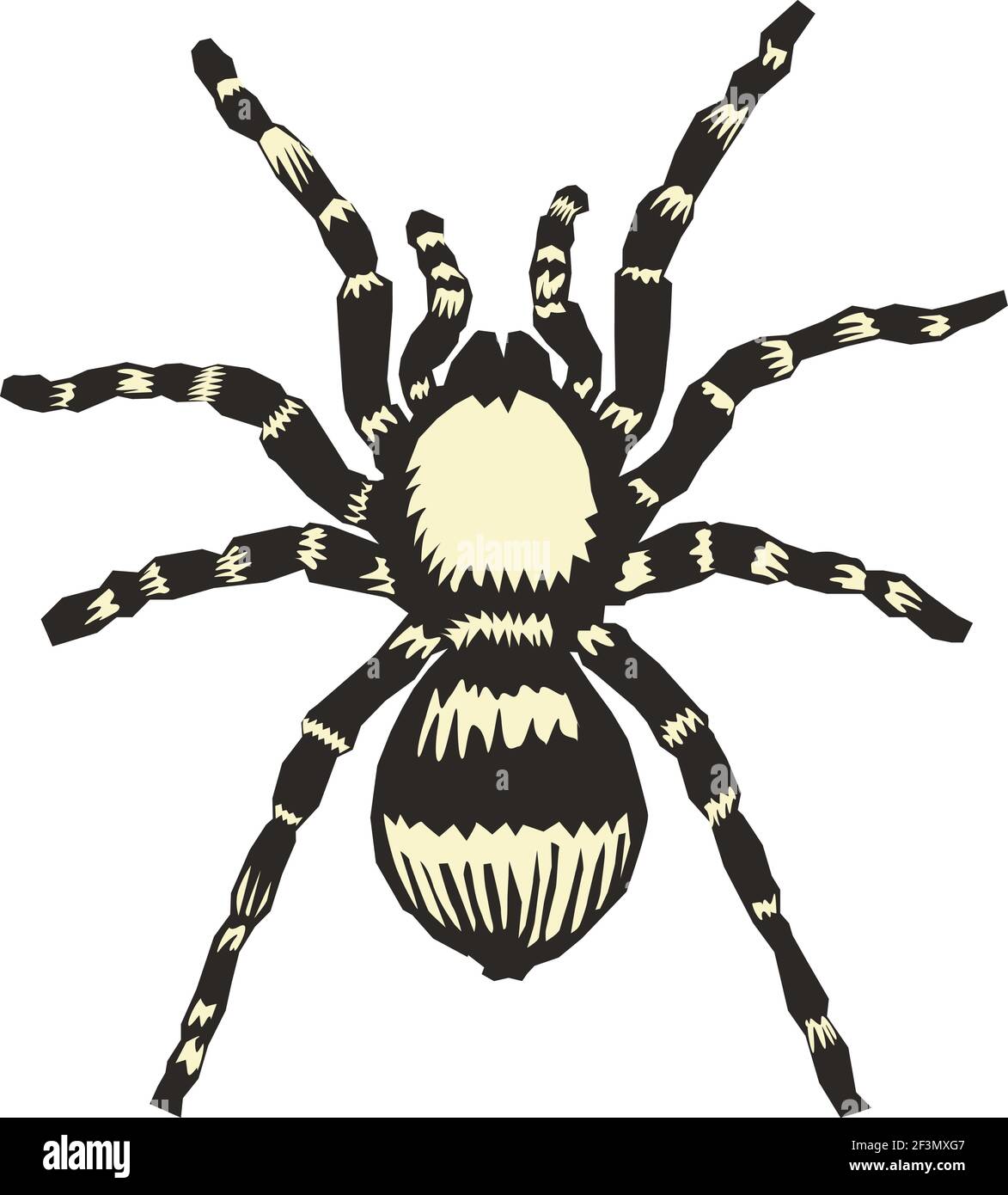 Tarantula spider, vector illustration Stock Vector Image & Art - Alamy