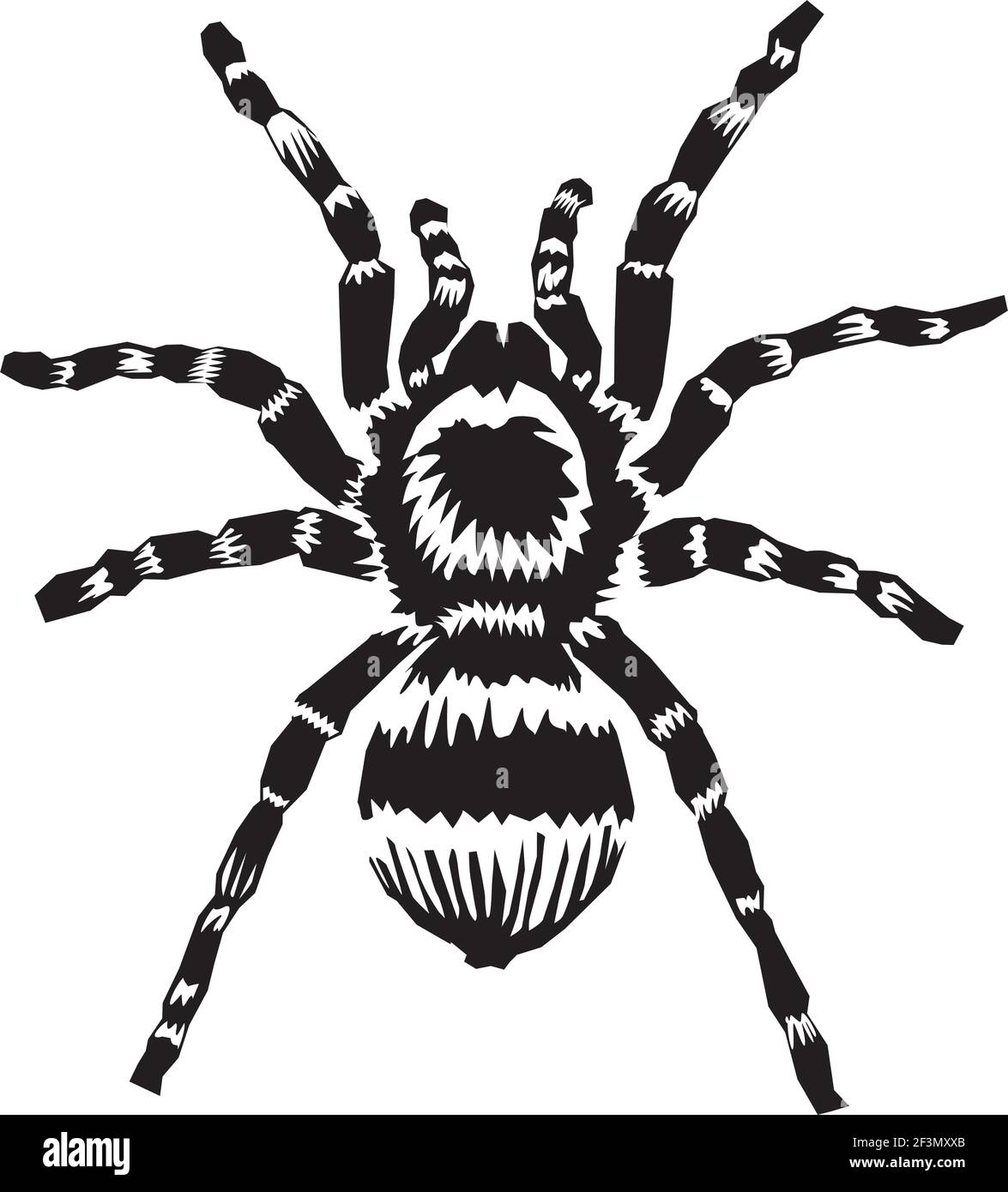 Tarantula spider, vector illustration Stock Vector Image & Art - Alamy
