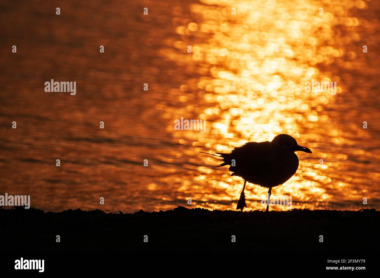 Gull silhouetted against sunset waters, Outer Banks, NC Stock Photo - Alamy