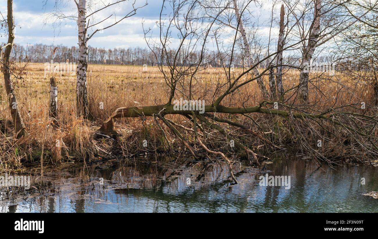A beaver has cut down a tree Stock Photo - Alamy