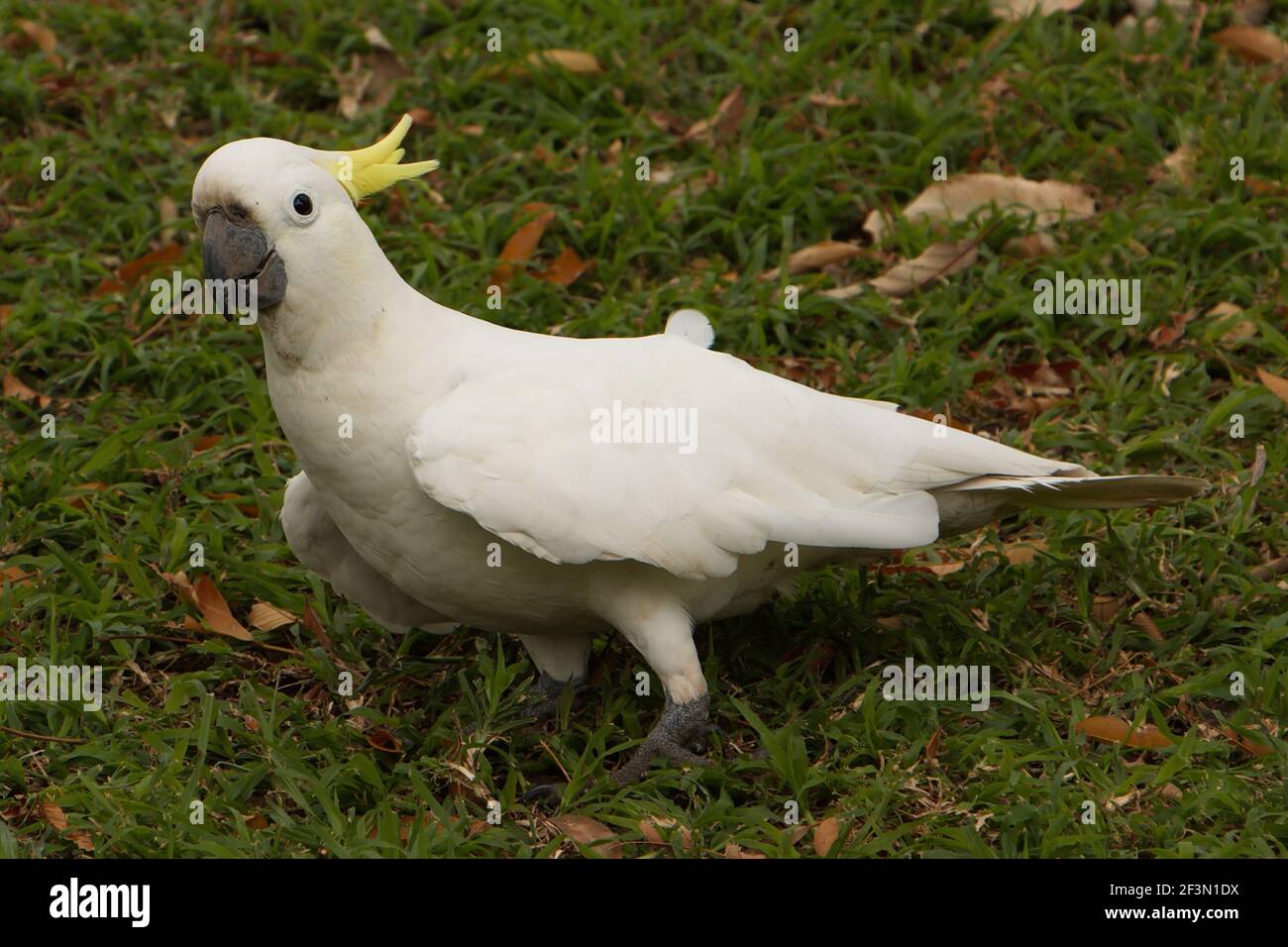 Australia Cockatoo White Queensland Animal High Resolution Stock ...