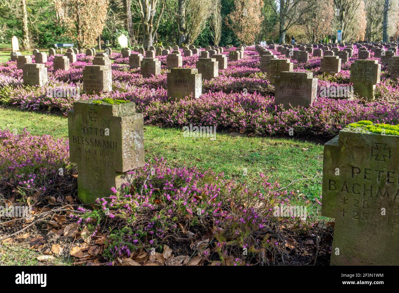 Violette Erika zwischen Weltkriegsgräbern auf dem Stadtfriedhof ...